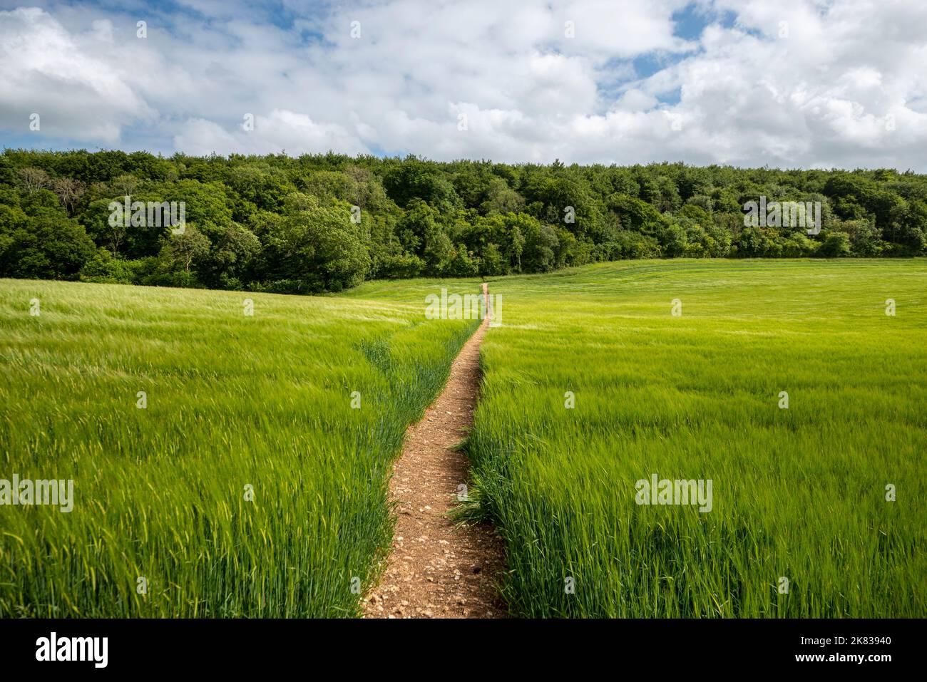 Footpath through a green field, public right of way Stock Photo - Alamy