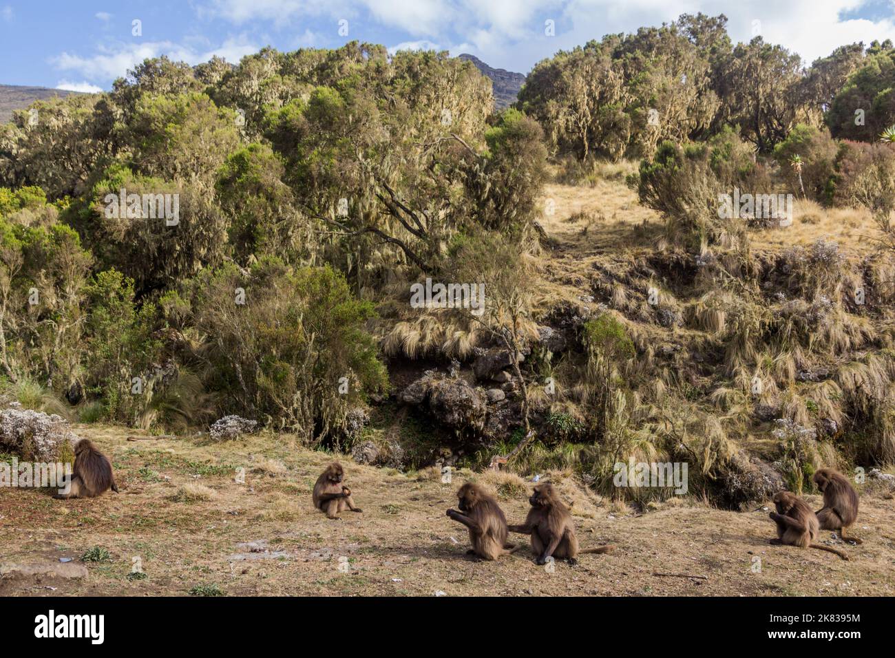 Gelada monkeys (Theropithecus gelada) in Simien mountains, Ethiopia ...