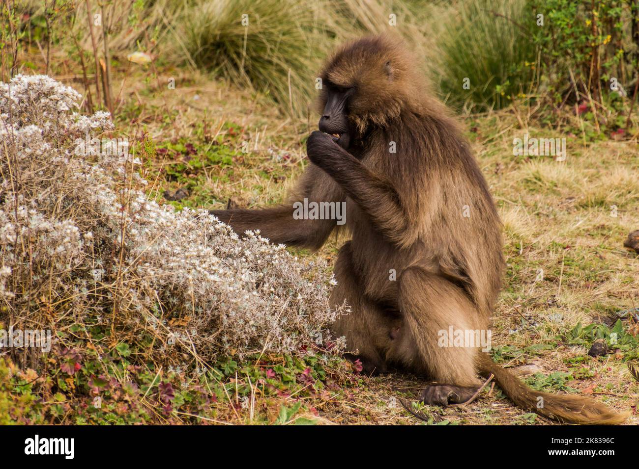 Gelada monkey (Theropithecus gelada) in Simien mountains, Ethiopia ...