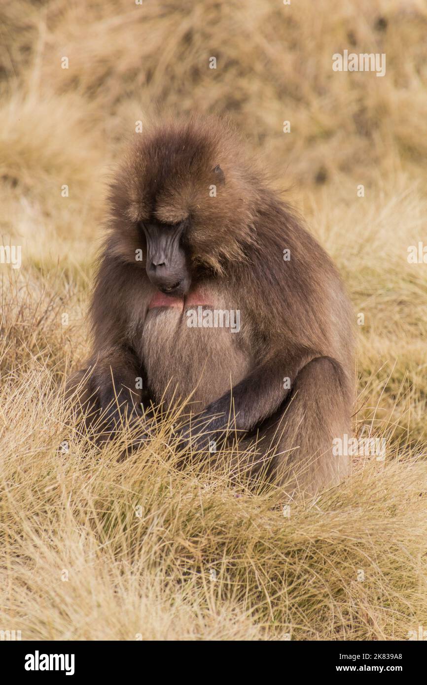 Gelada monkey (Theropithecus gelada) in Simien mountains, Ethiopia ...