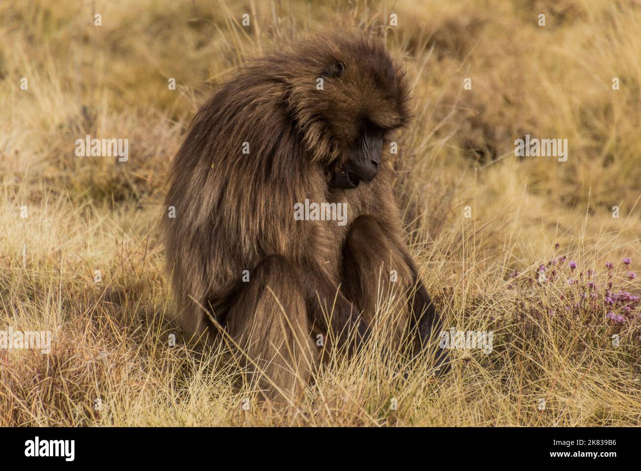 Gelada monkey (Theropithecus gelada) in Simien mountains, Ethiopia ...