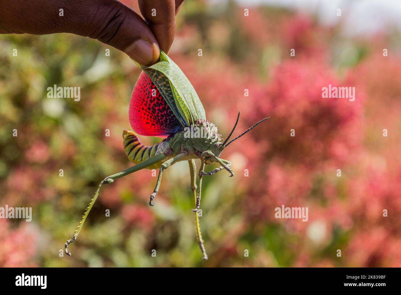 Green milkweed locust known also as African bush grasshopper (Phymateus ...