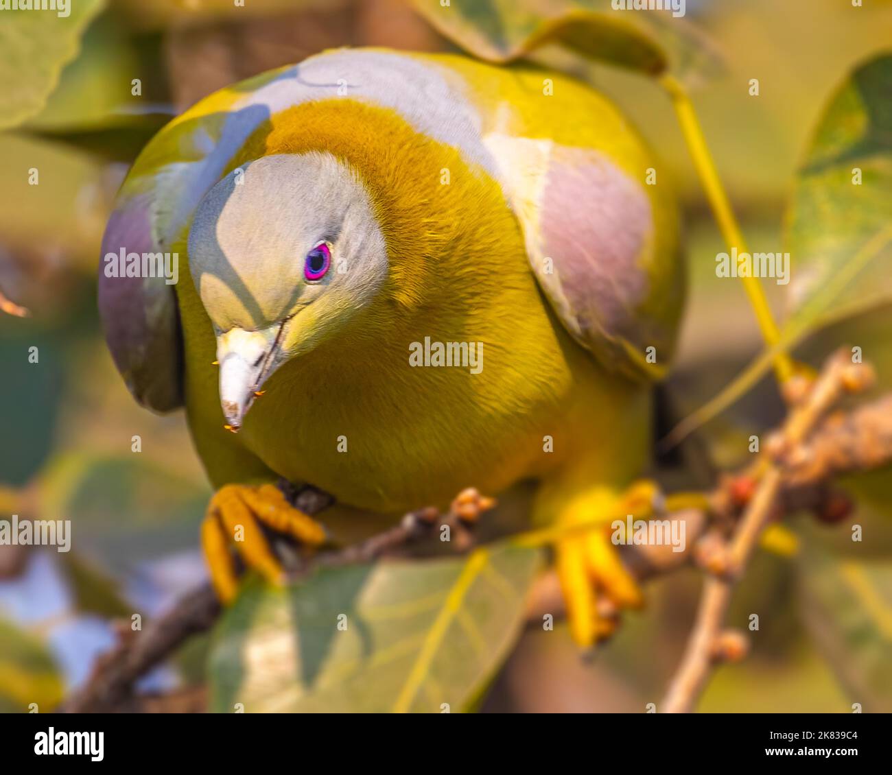 A yellow footed green pigeon sitting on a tree Stock Photo - Alamy