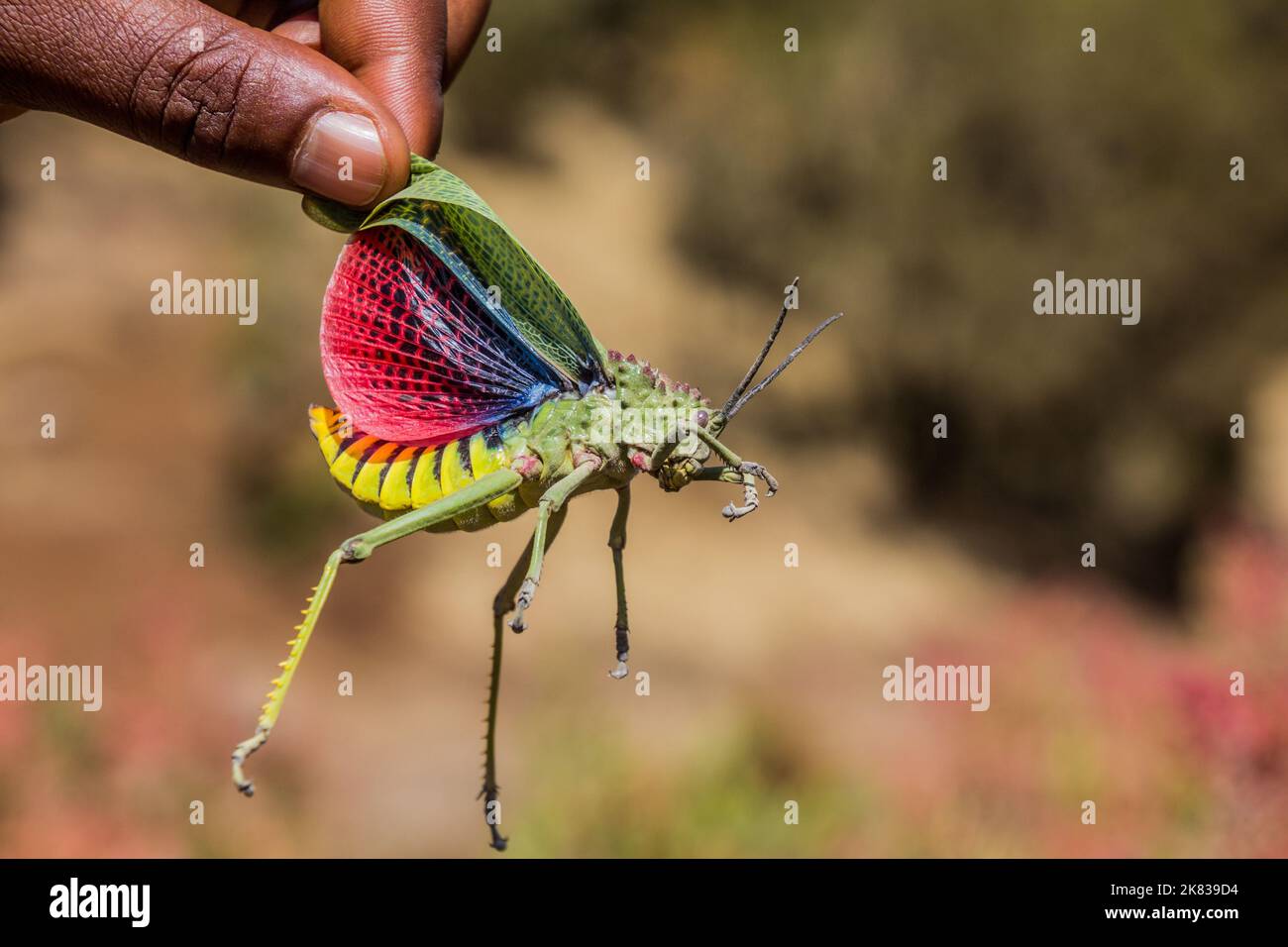 African grasshopper hi-res stock photography and images - Alamy