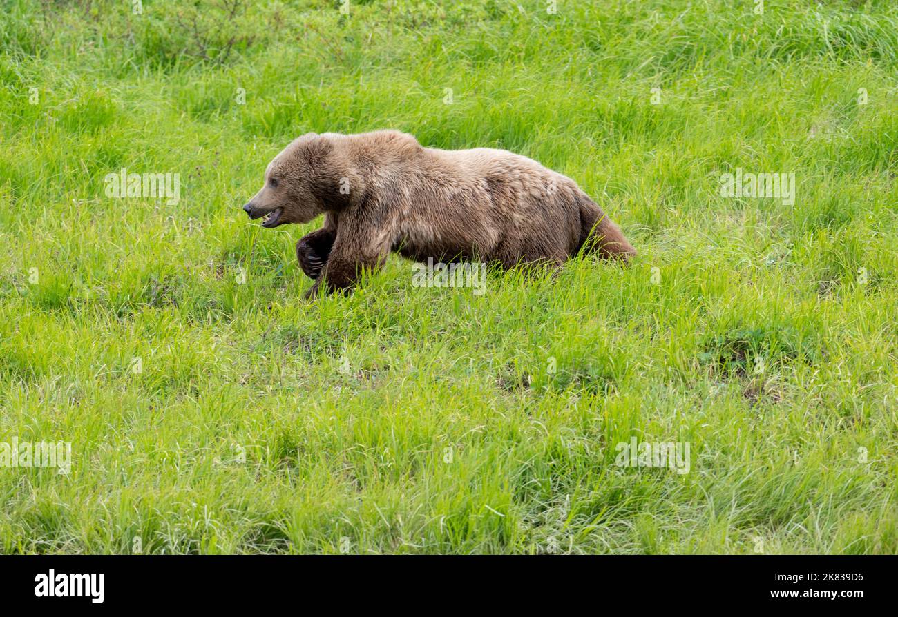 Brown bear running on green hi-res stock photography and images - Alamy