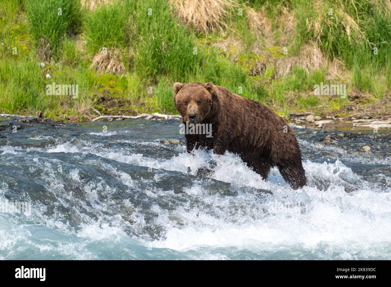Alaskan brown bear standing in the rapids of the falls fishing for ...
