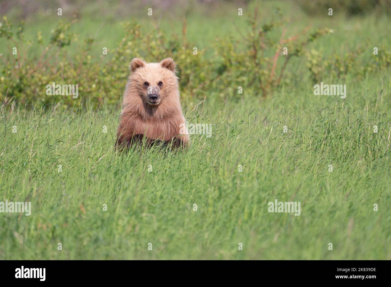Cute Alaskan brown bear cub standing on its hind legs for a better view ...