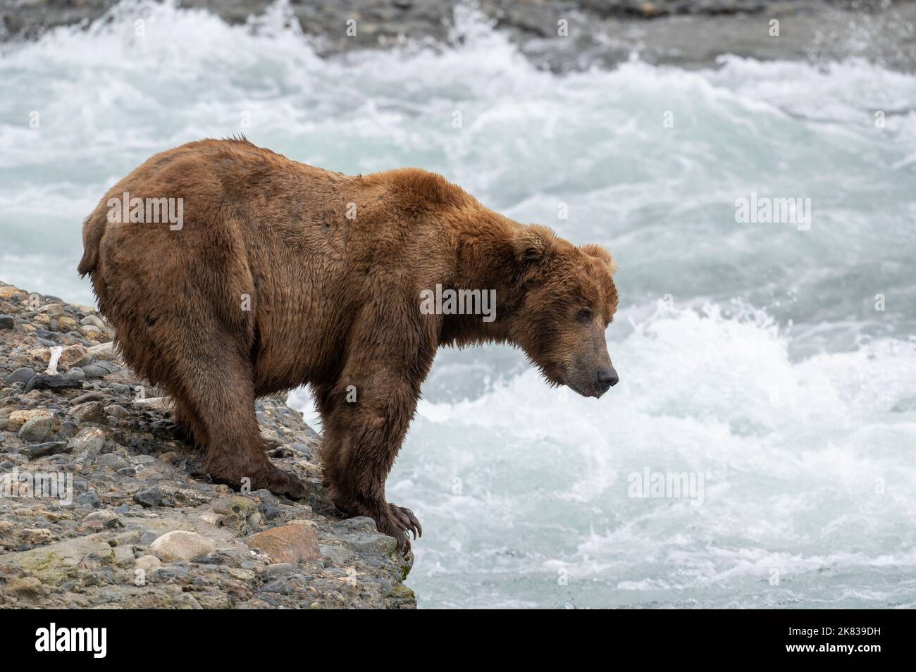 Alaskan brown bear standing on the ledge overlooking rapids at McNeil ...