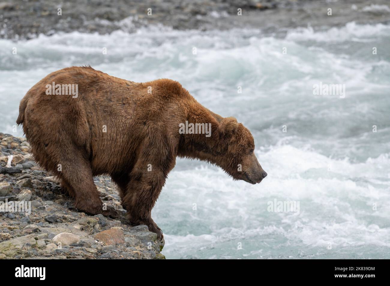 Alaskan brown bear standing on the ledge overlooking rapids at McNeil ...