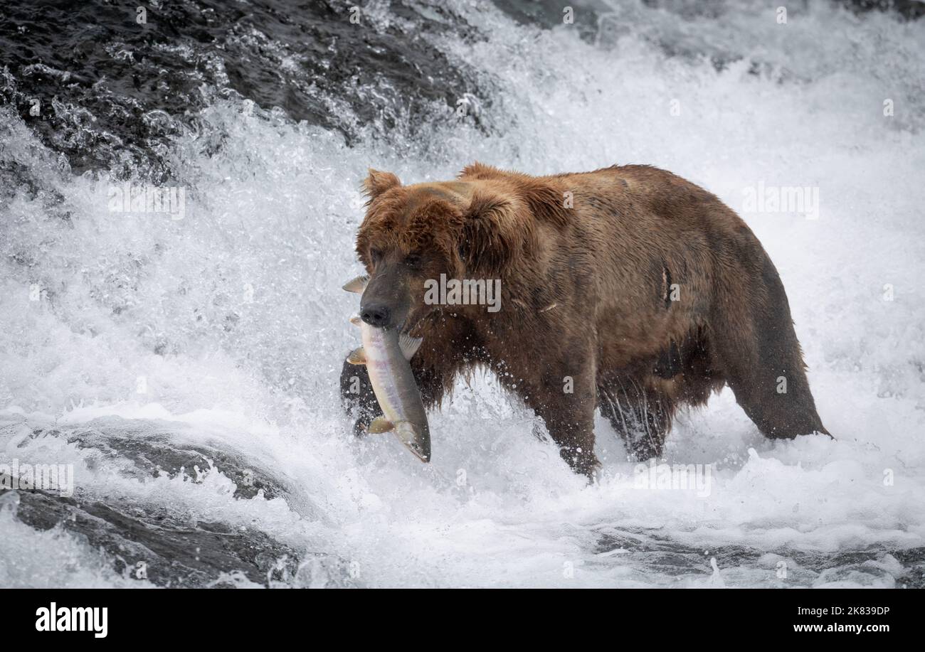 Alaskan brown bear with a salmon in its mouth at the falls in McNeil River State Game Sanctuary ...