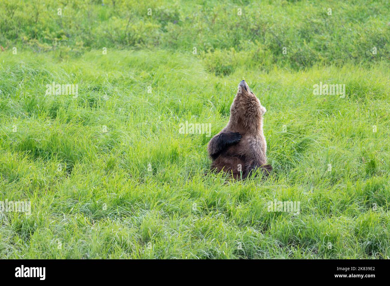 Alaskan brown bear scratching in an open meadow in McNeil River Stock ...