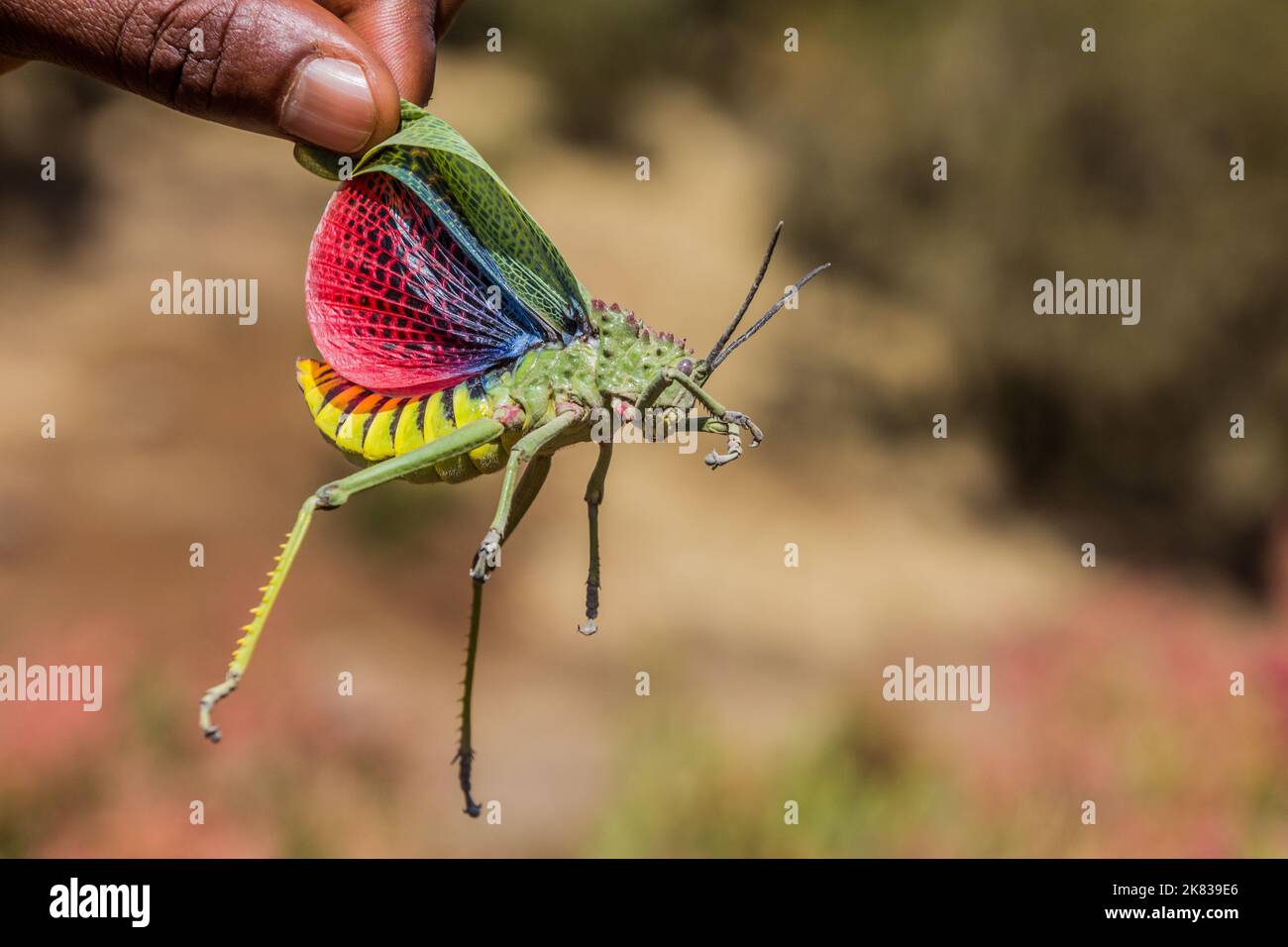 African grasshopper (Phymateus) in Simien mountains, Ethiopia Stock ...