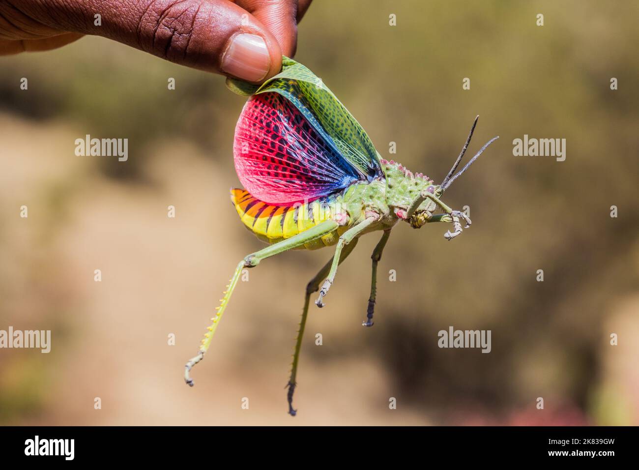 African grasshopper (Phymateus) in Simien mountains, Ethiopia Stock ...