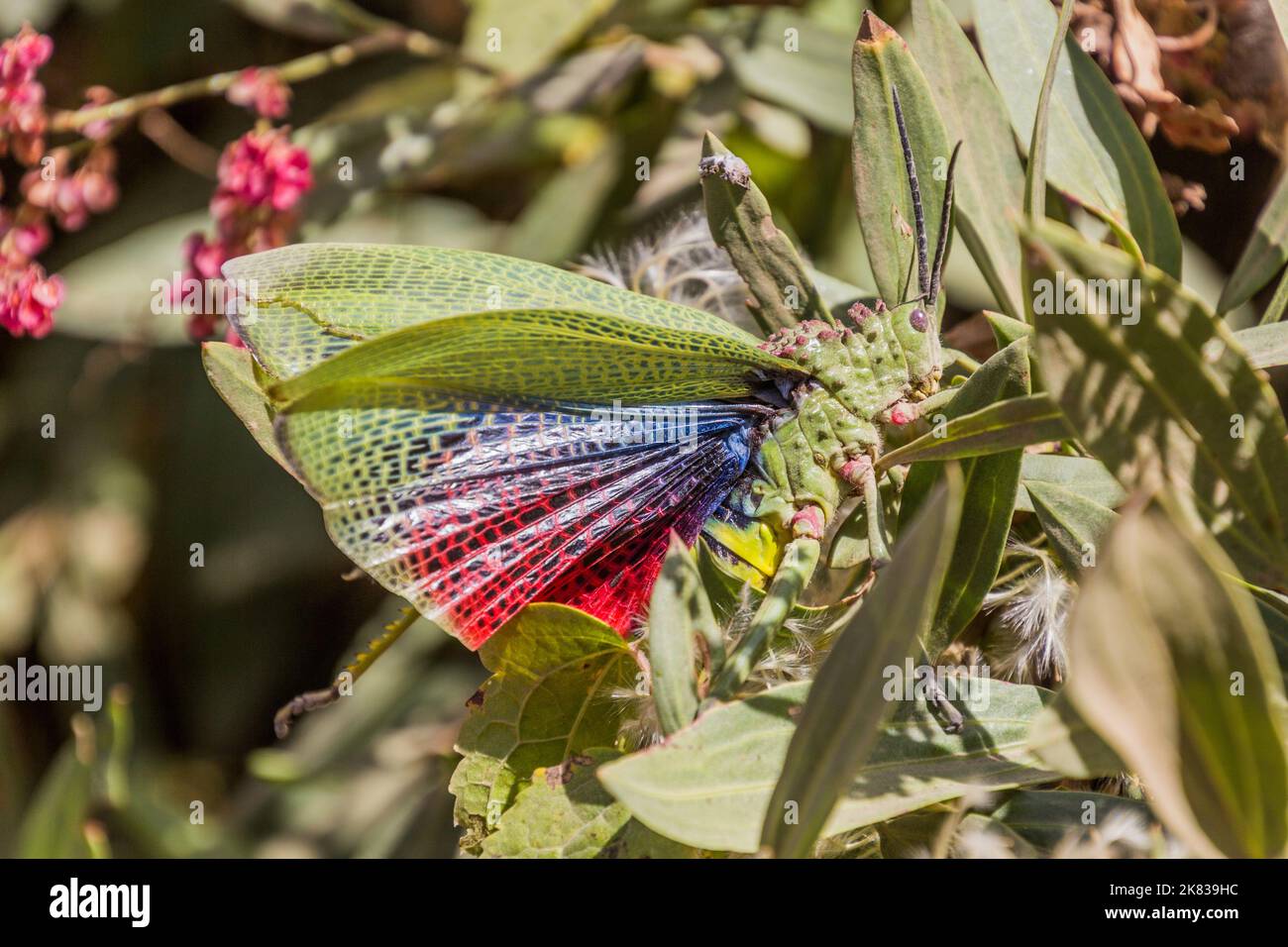 African grasshopper (Phymateus) in Simien mountains, Ethiopia Stock ...