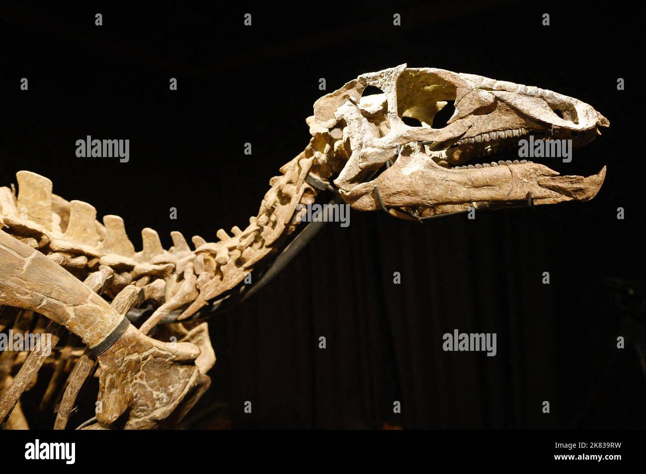 Xenotarsosaurus Skeleton