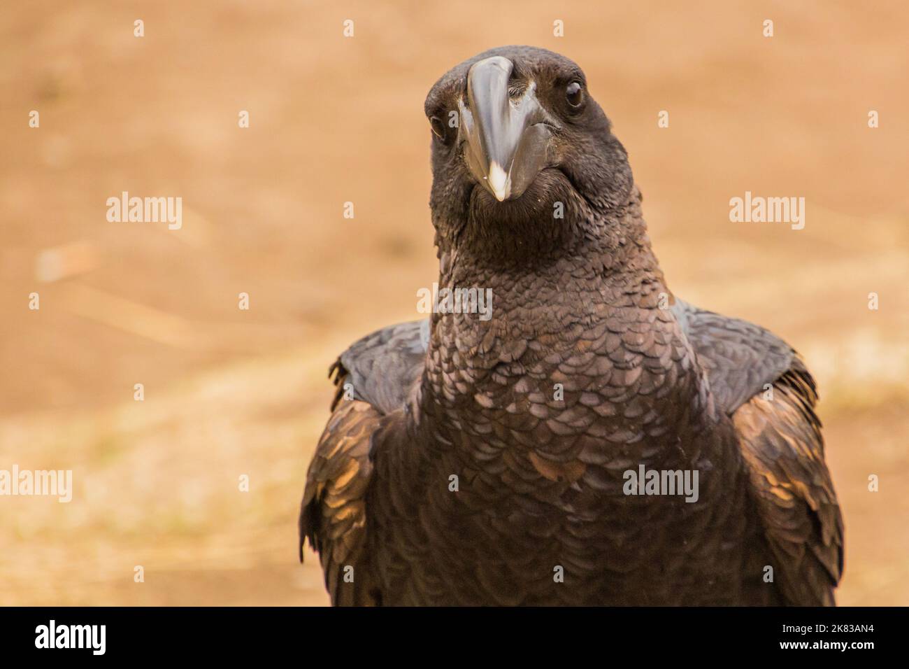 Thick-billed raven (Corvus crassirostris) in Simien mountains, Ethiopia ...