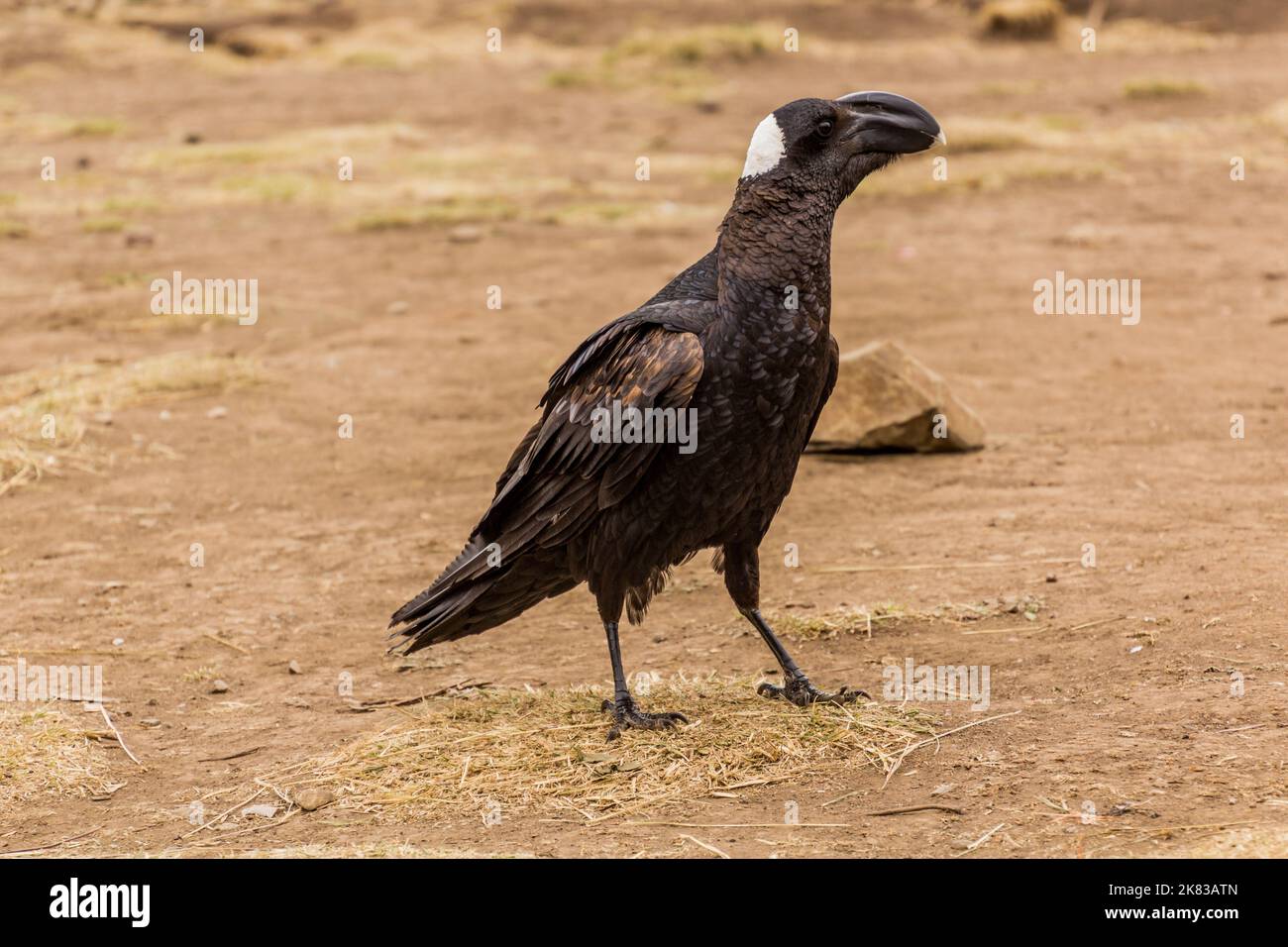 Ethiopian raven hi-res stock photography and images - Alamy