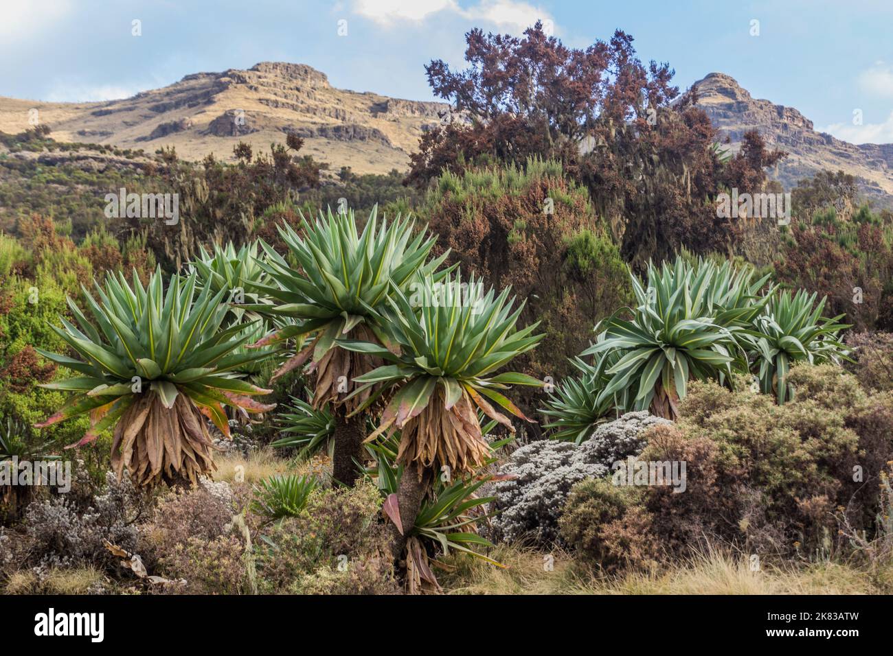 Landscape of giant lobelias (Lobelia rhynchopetalum) in Simien ...
