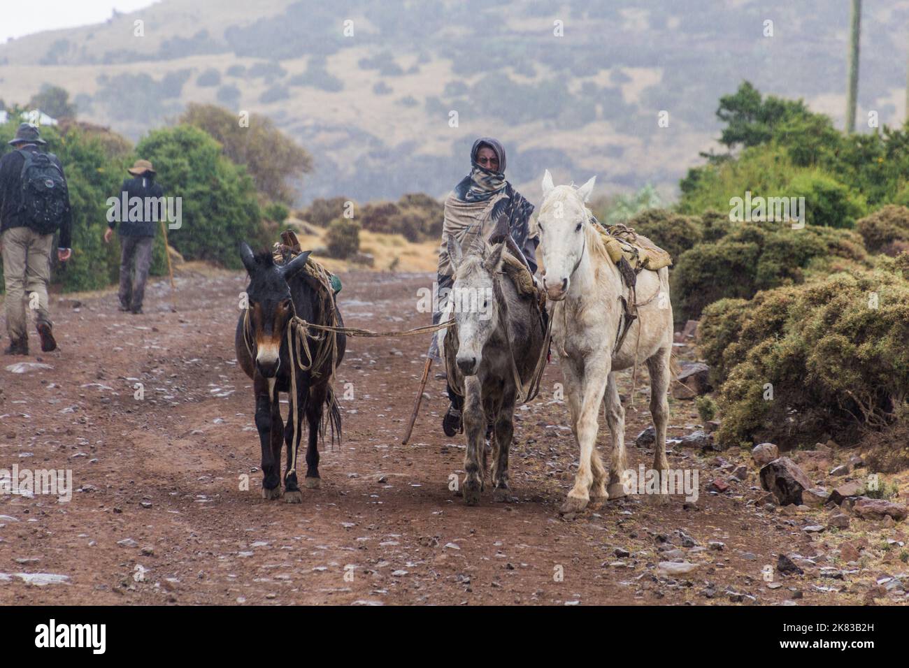 People mules mule domestic hi-res stock photography and images - Alamy