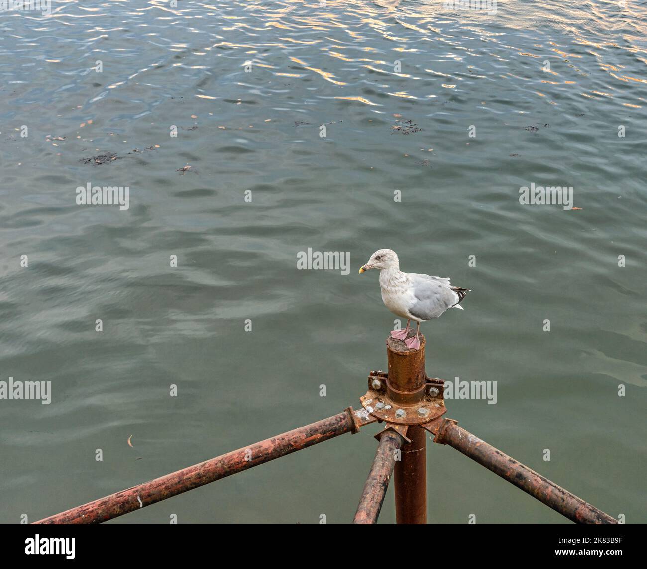 A seagull is perched on a rusting metal stanchion. Three tubular arms ...