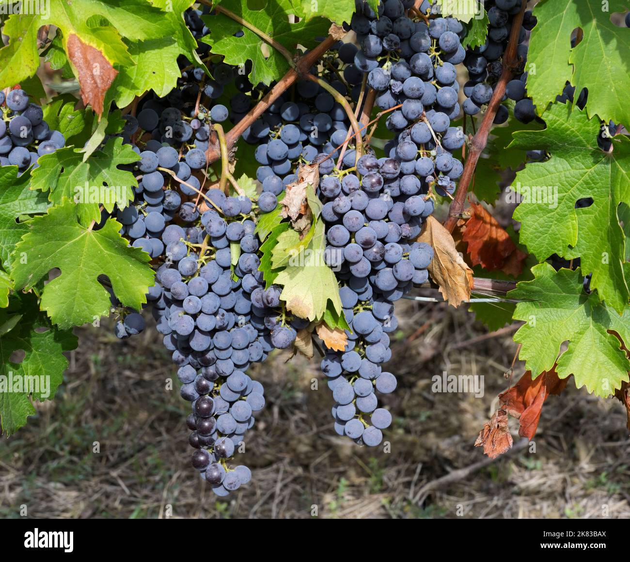 Grapes on vine hi-res stock photography and images - Alamy