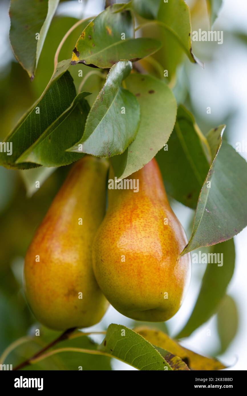 Pear tree branch leaves two hi-res stock photography and images - Alamy