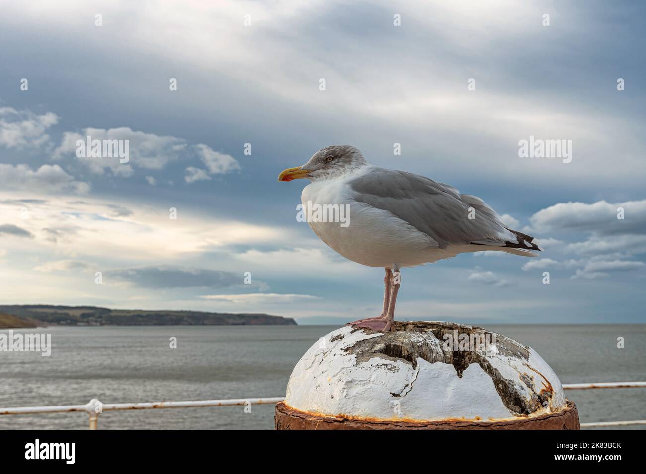 A seagull is perched on a rotting wooden windlass. There is a headland ...