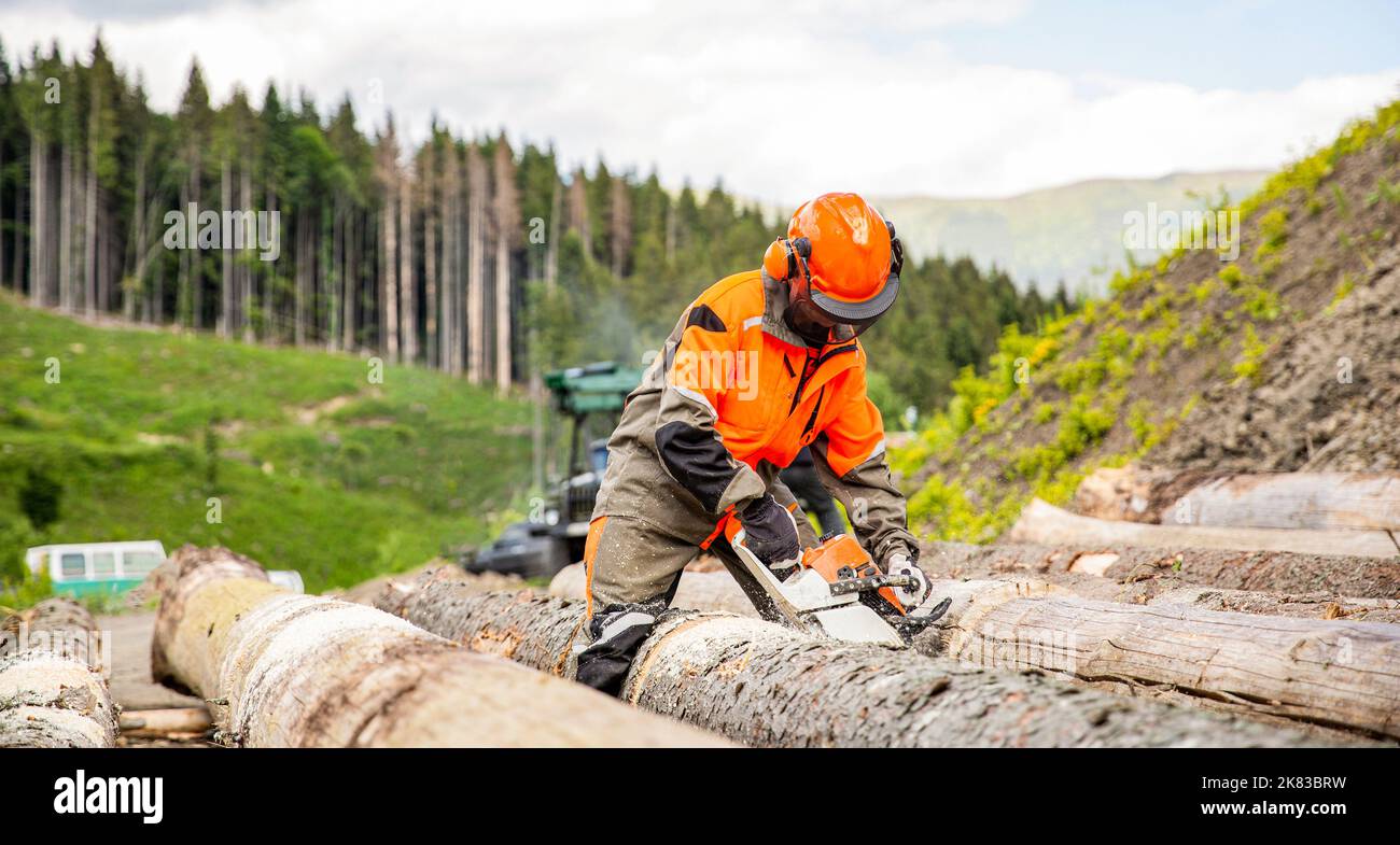 Lumberman work wirh chainsaw in the forest. Deforestation, forest ...