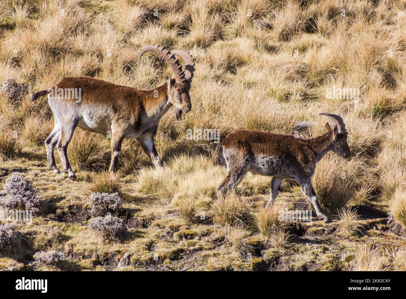 Walia ibexes (Capra walie) in Simien mountains, Ethiopia Stock Photo ...
