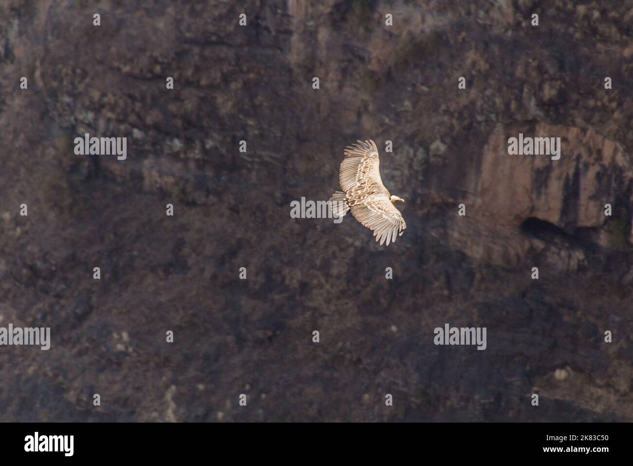 Ruppell's vulture (Gyps rueppelli) in Simien mountains, Ethiopia Stock ...