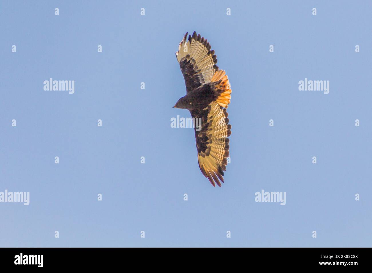 Augur hawk hi-res stock photography and images - Alamy
