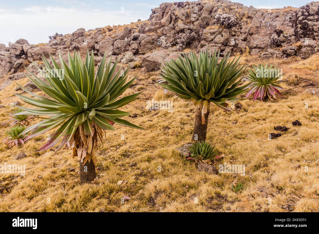 Giant lobelia (Lobelia rhynchopetalum) in Simien mountains, Ethiopia ...