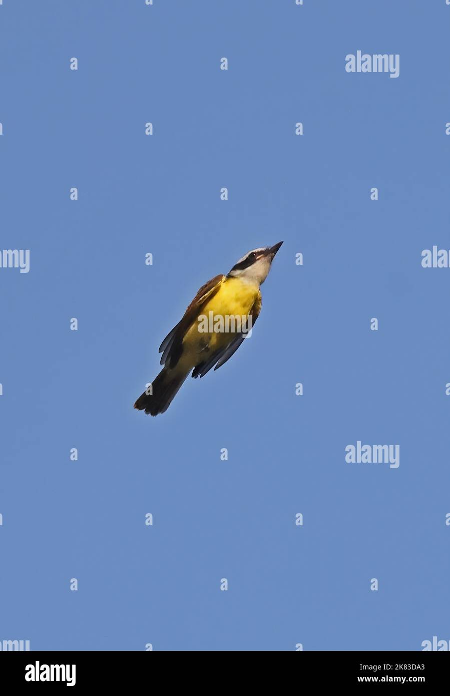 Great Kiskadee (Pitangus sulphuratus) adult in flight with wings closed ...