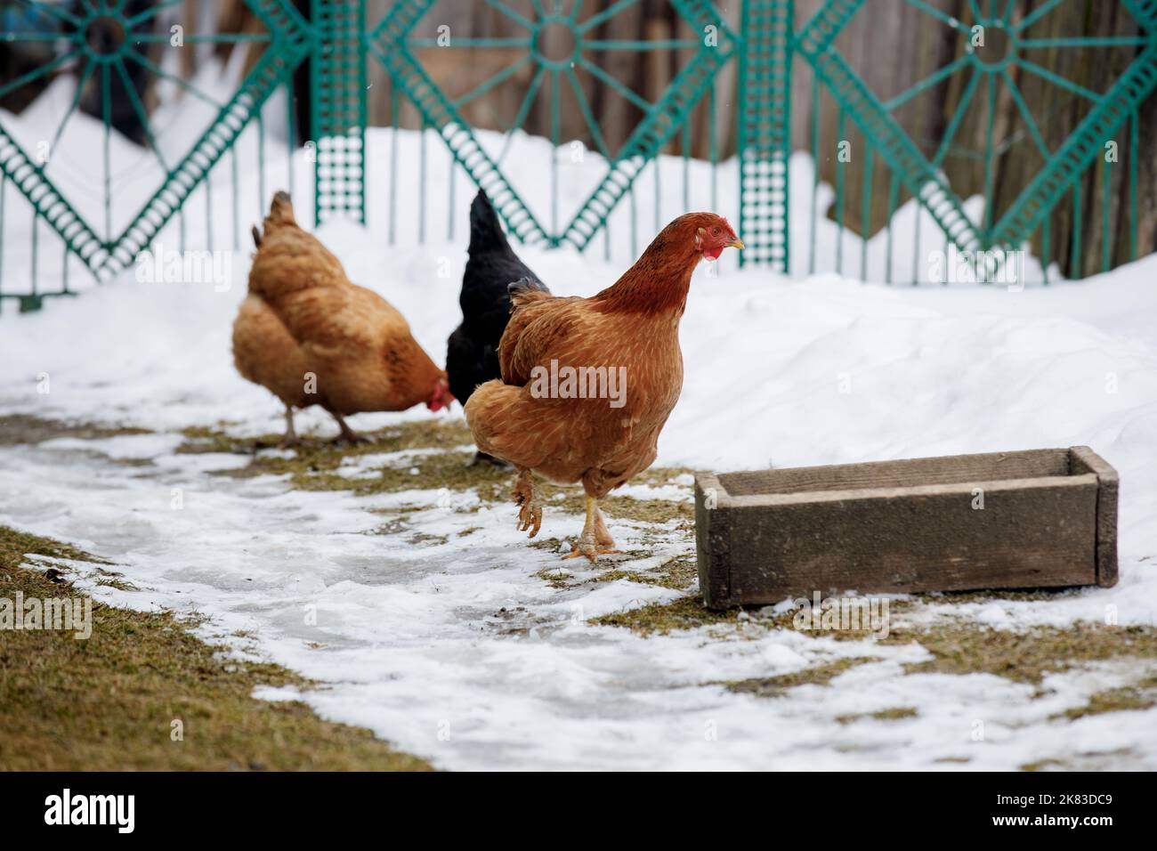 Chicken farm. Rural chicken farm stable with lots of chickens walking ...