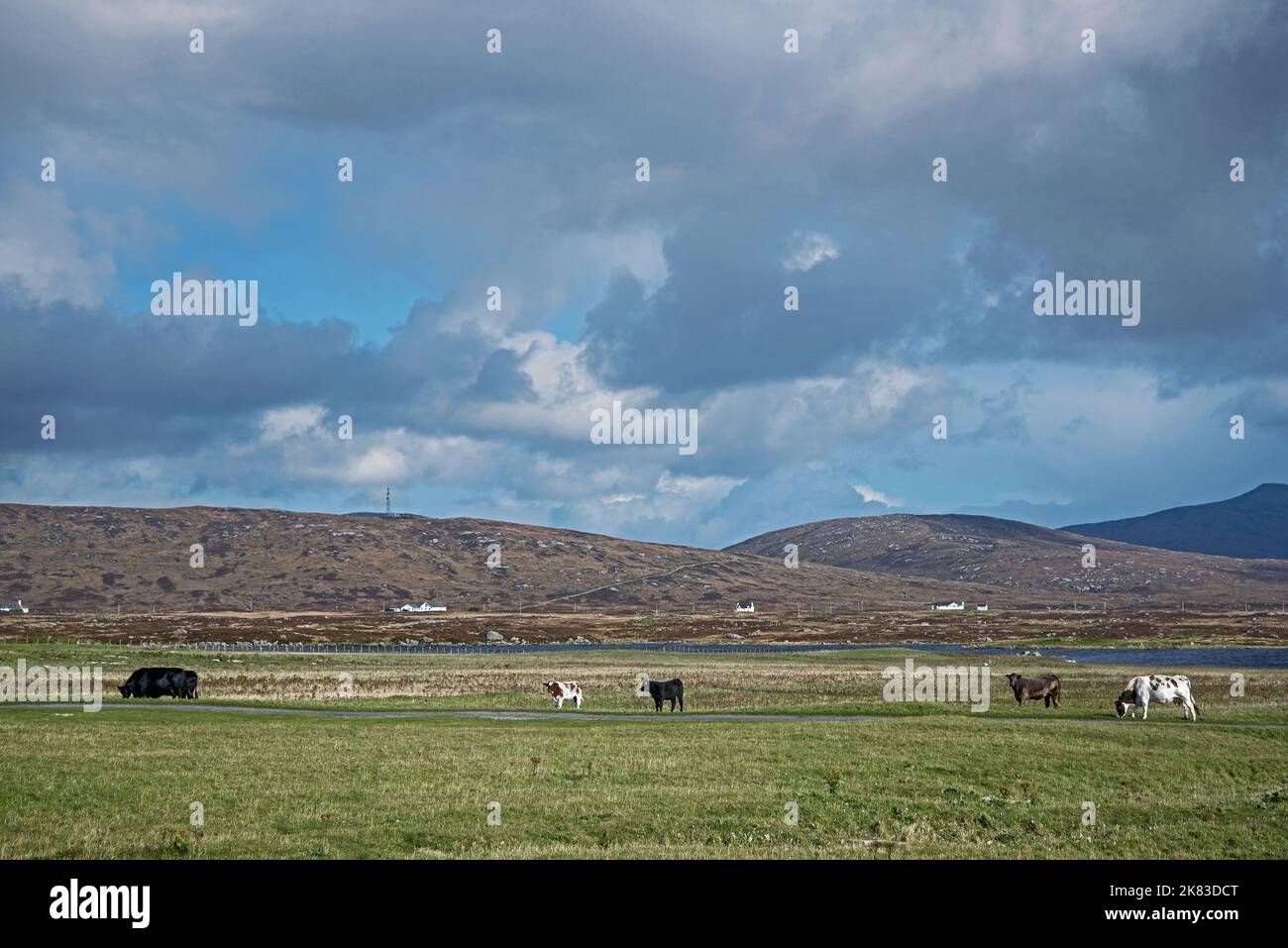 Cattle grazing in a flat landscape with a big sky in South Uist, Outer ...