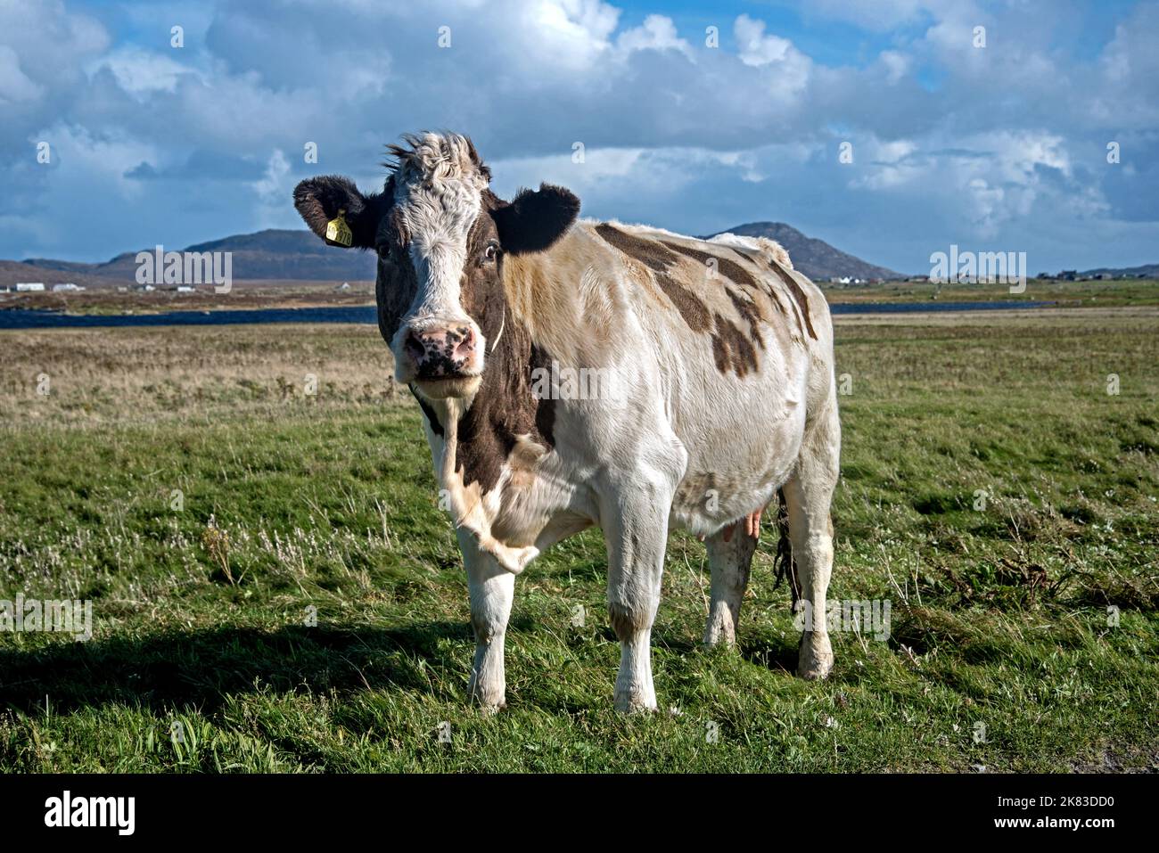 Brown and white cow by the side of the road in South Uist, Outer ...
