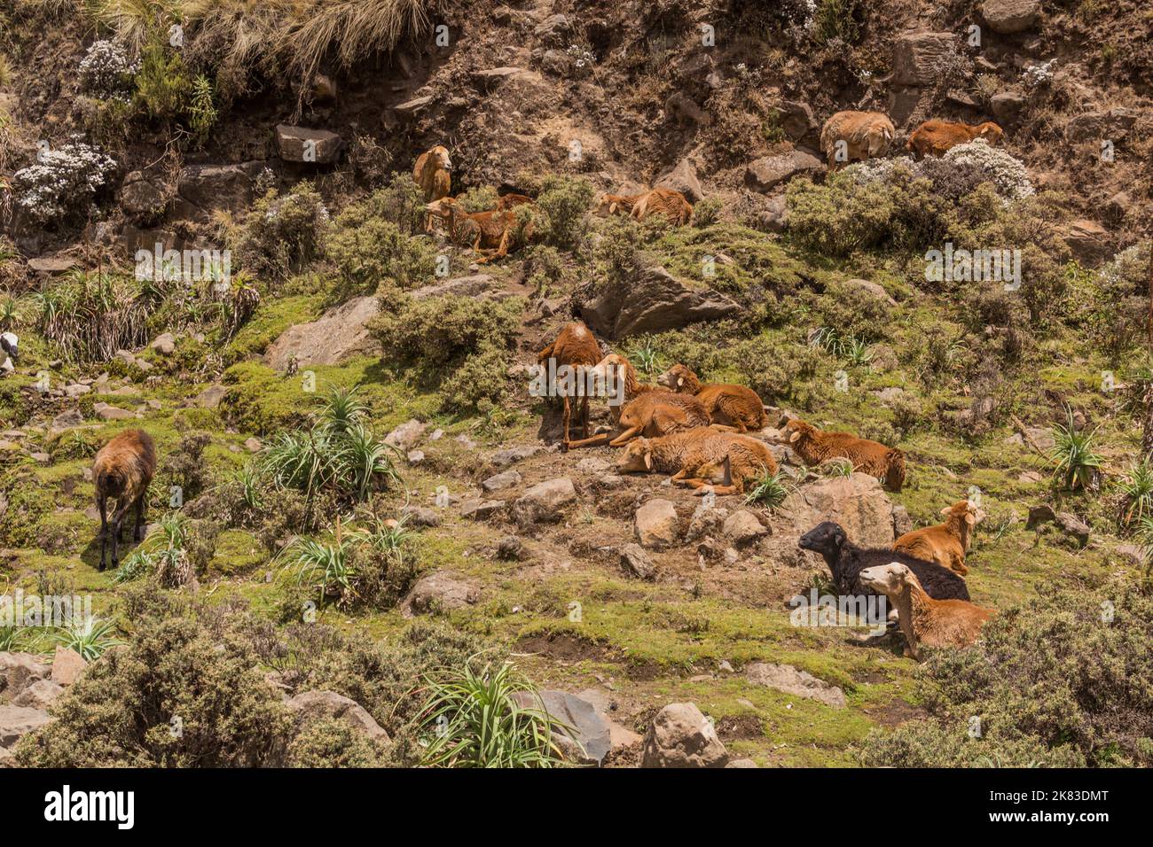 Ethiopian sheep hi-res stock photography and images - Alamy