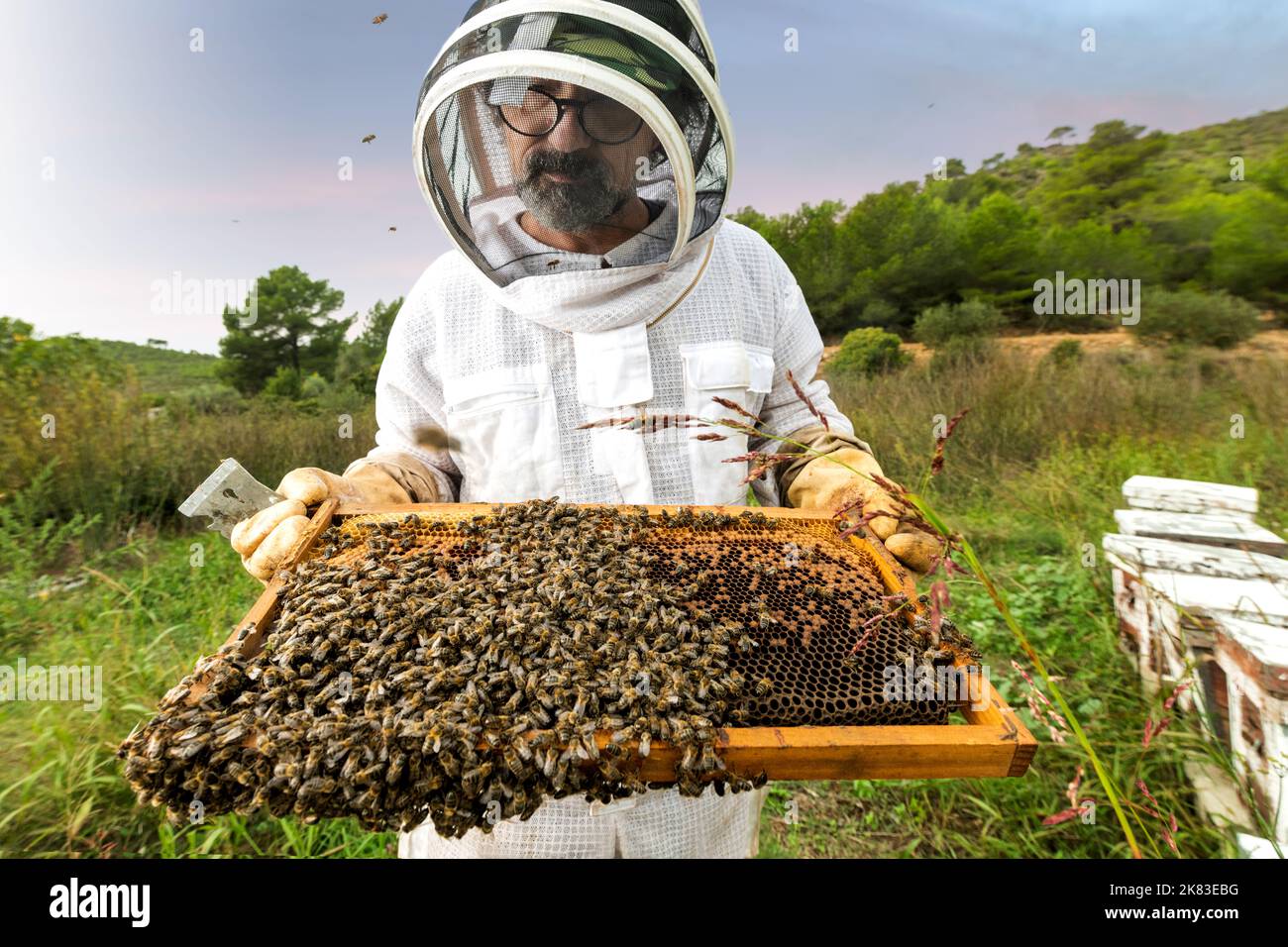 Beekeeper with hive honeycomb full of bees in the foreground Stock ...