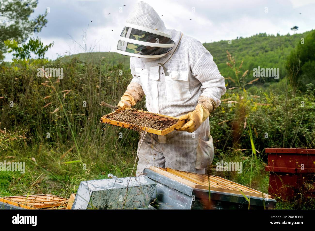Beekeeper checks hive honeycomb Stock Photo - Alamy