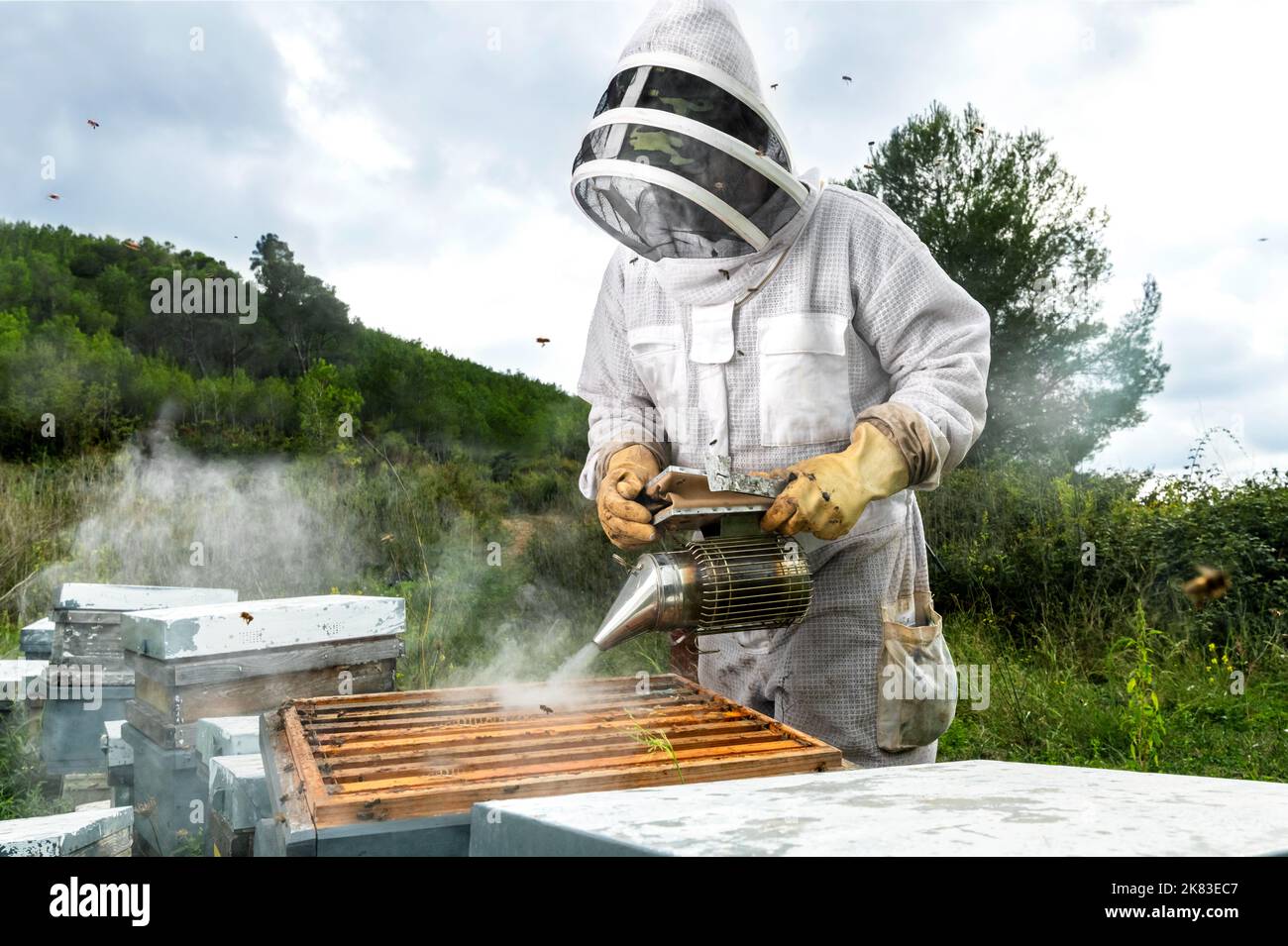 Beekeeper throws smoke over the hive with smoker Stock Photo - Alamy