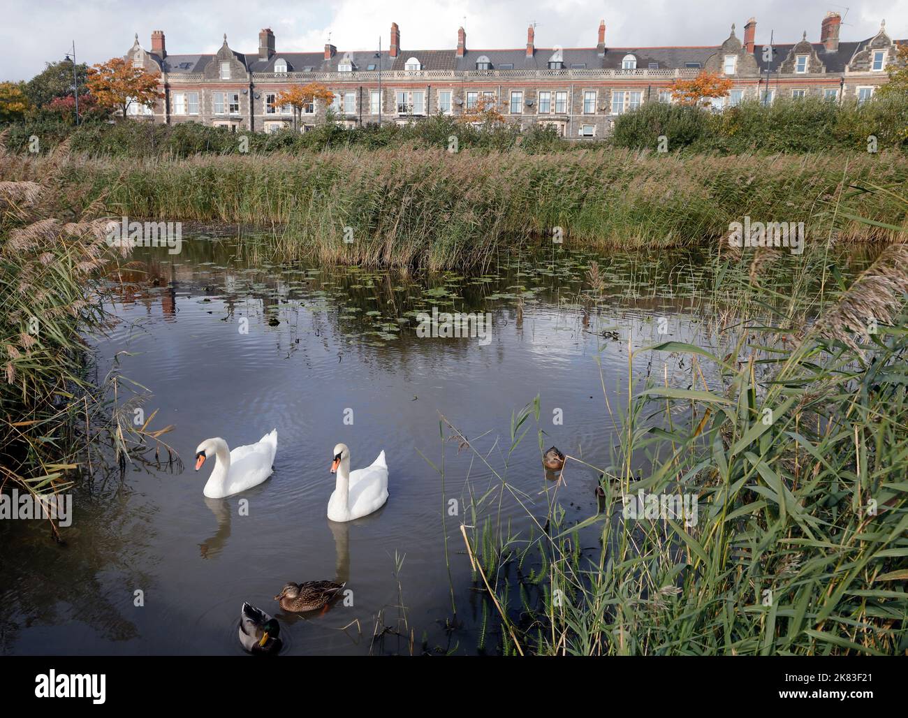 Two adult, mute swans, Cardiff Bay Wetland Nature Reserve. Cardiff Bay. October 2022. cym Stock ...
