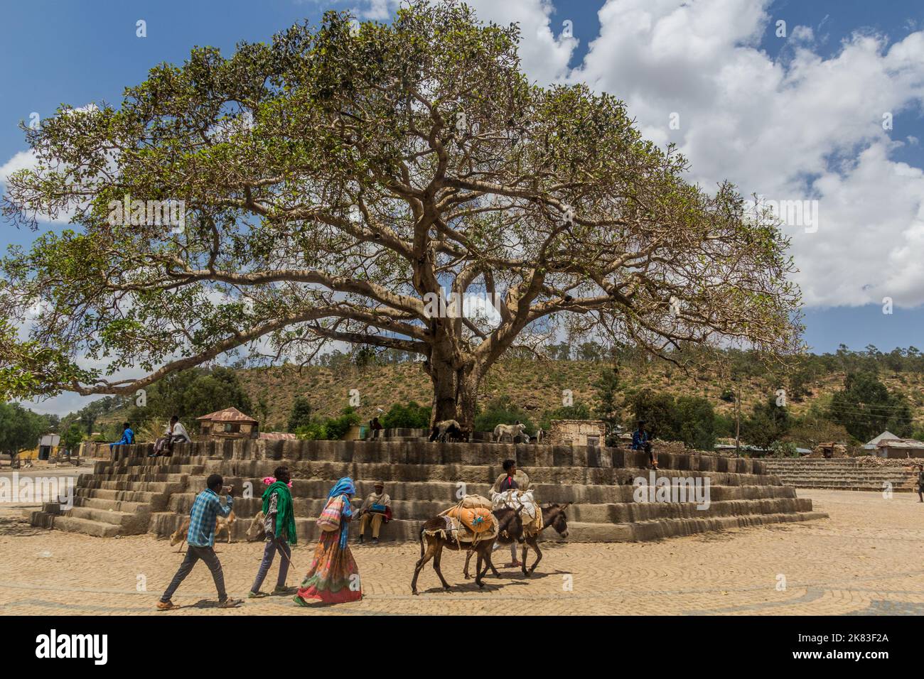 AXUM, ETHIOPIA - MARCH 19, 2019: Da'Ero Ela Fig Tree in Axum, Ethiopia ...