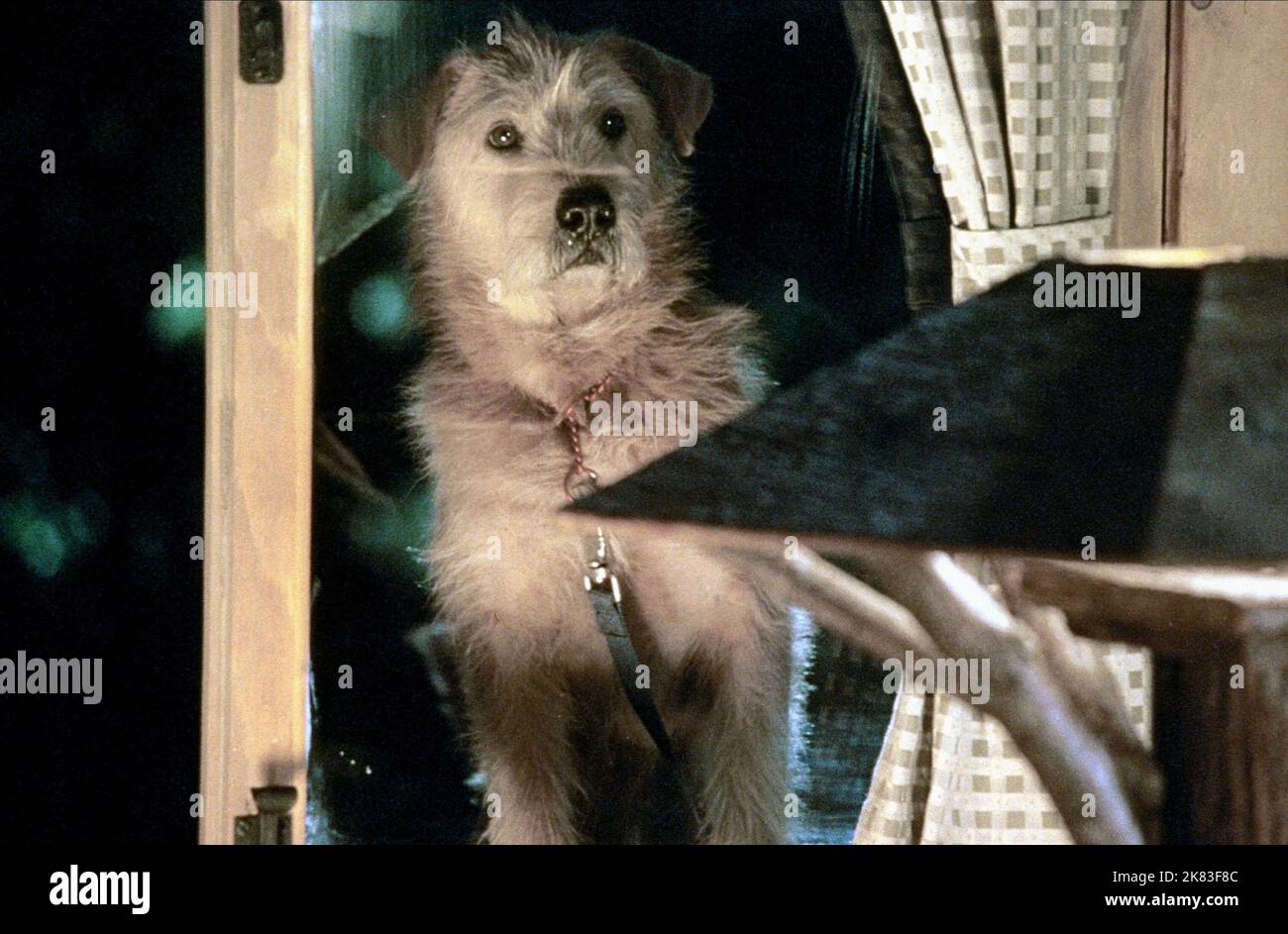 Dog Film: Dr. Dolittle 2; Doctor Dolittle 2 (USA 2001) Director: Steve ...