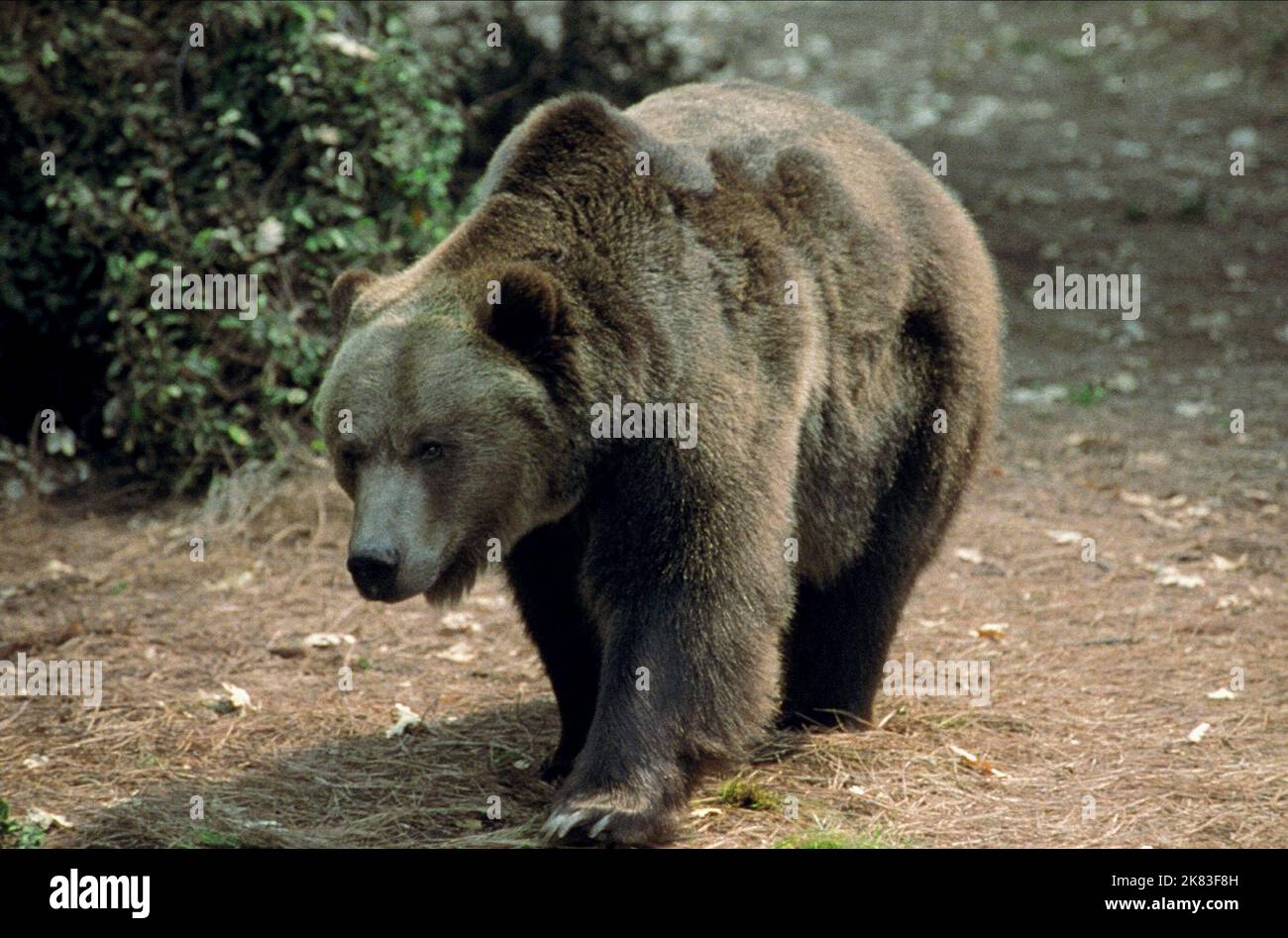 Archie The Bear Film: Dr. Dolittle 2; Doctor Dolittle 2 (USA 2001 ...