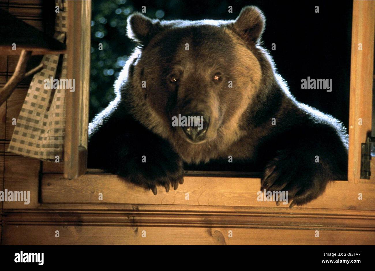 Archie The Bear Film: Dr. Dolittle 2; Doctor Dolittle 2 (USA 2001 ...