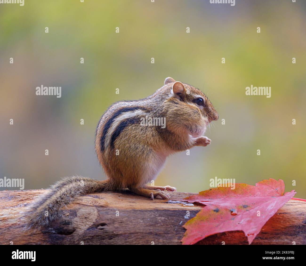 Eastern chipmunk with cheeks full of seeds on a log with a red maple ...