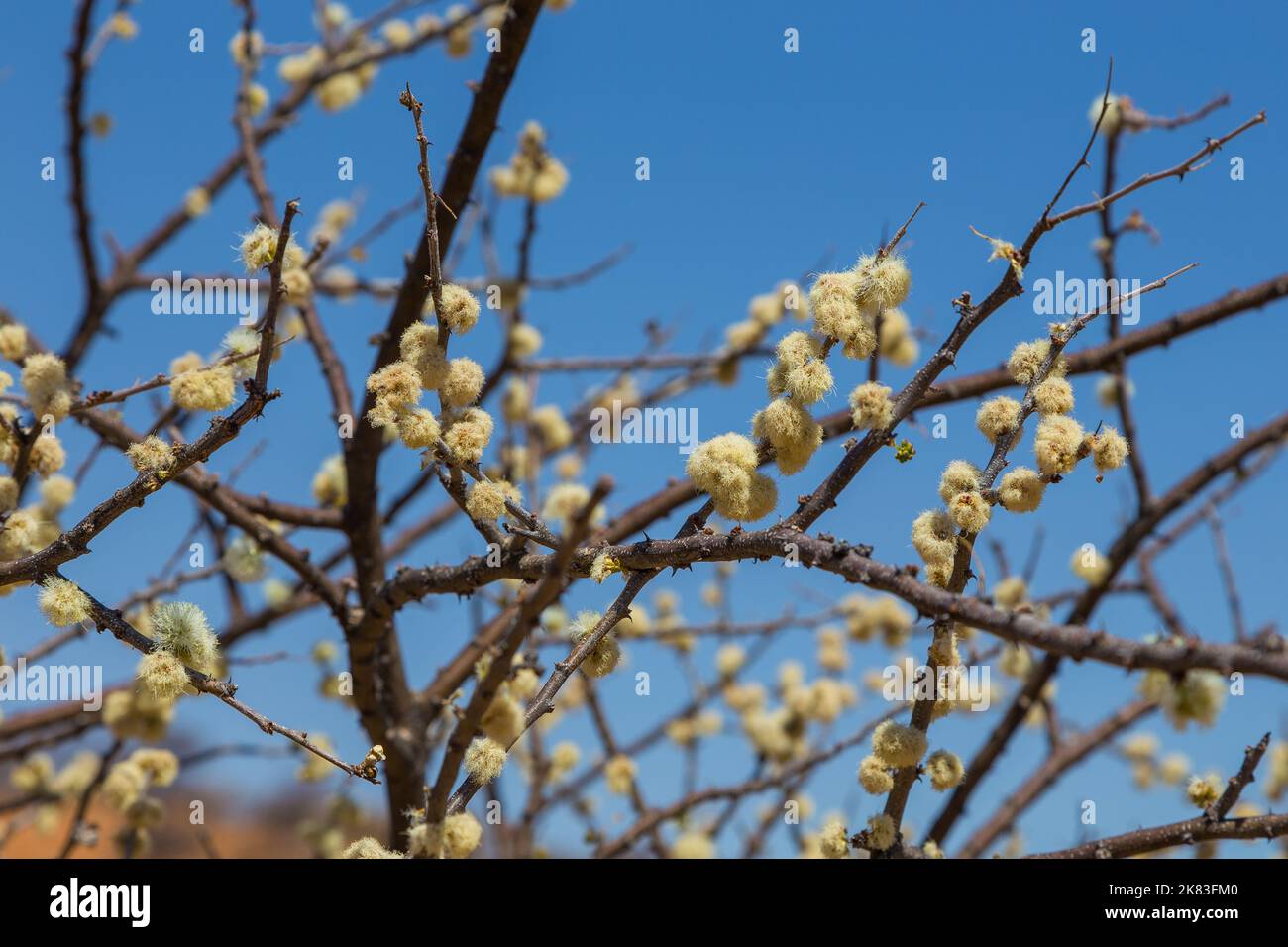Branch from an African Acacia species of tree. Flowers and spikes ...