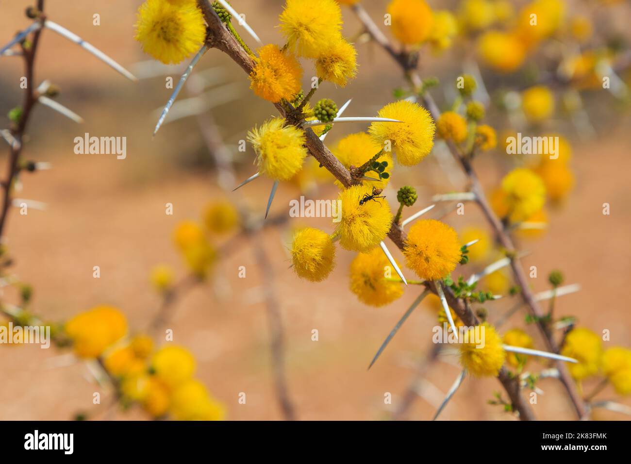 Branch from an African Acacia species of tree. Yellow flowers and ...