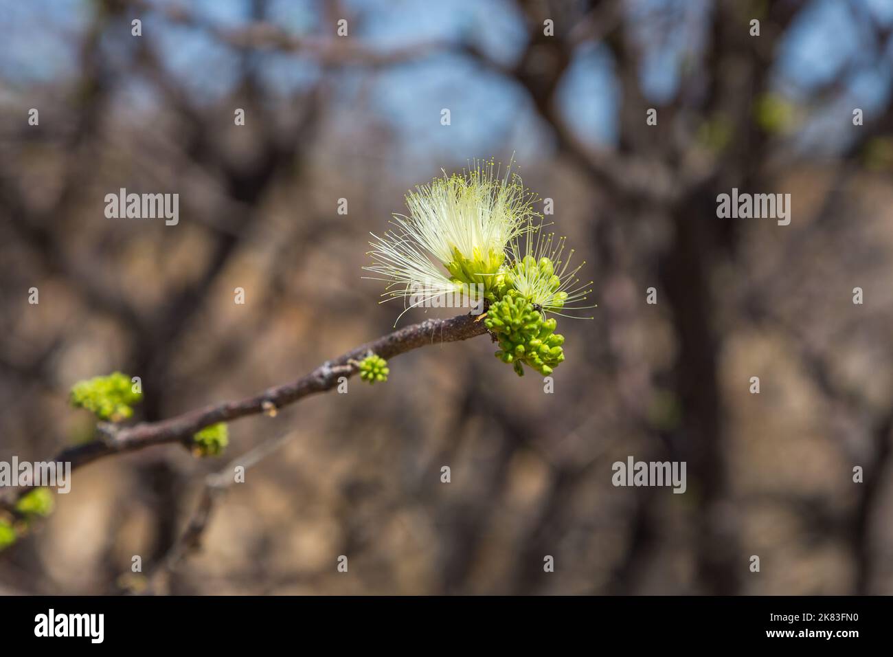 Branch from an African Acacia species of tree. Flowers and spikes ...