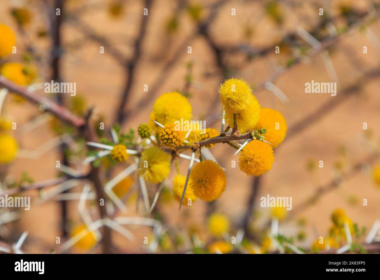 Branch from an African Acacia species of tree. Yellow flowers and ...